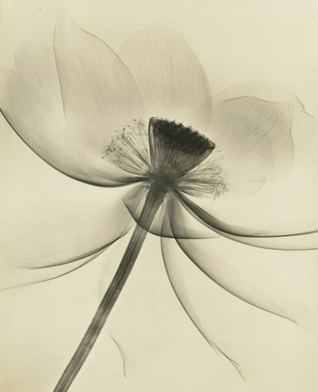 X-rays Capture Inner Beauty of Flowers - Antique Trader