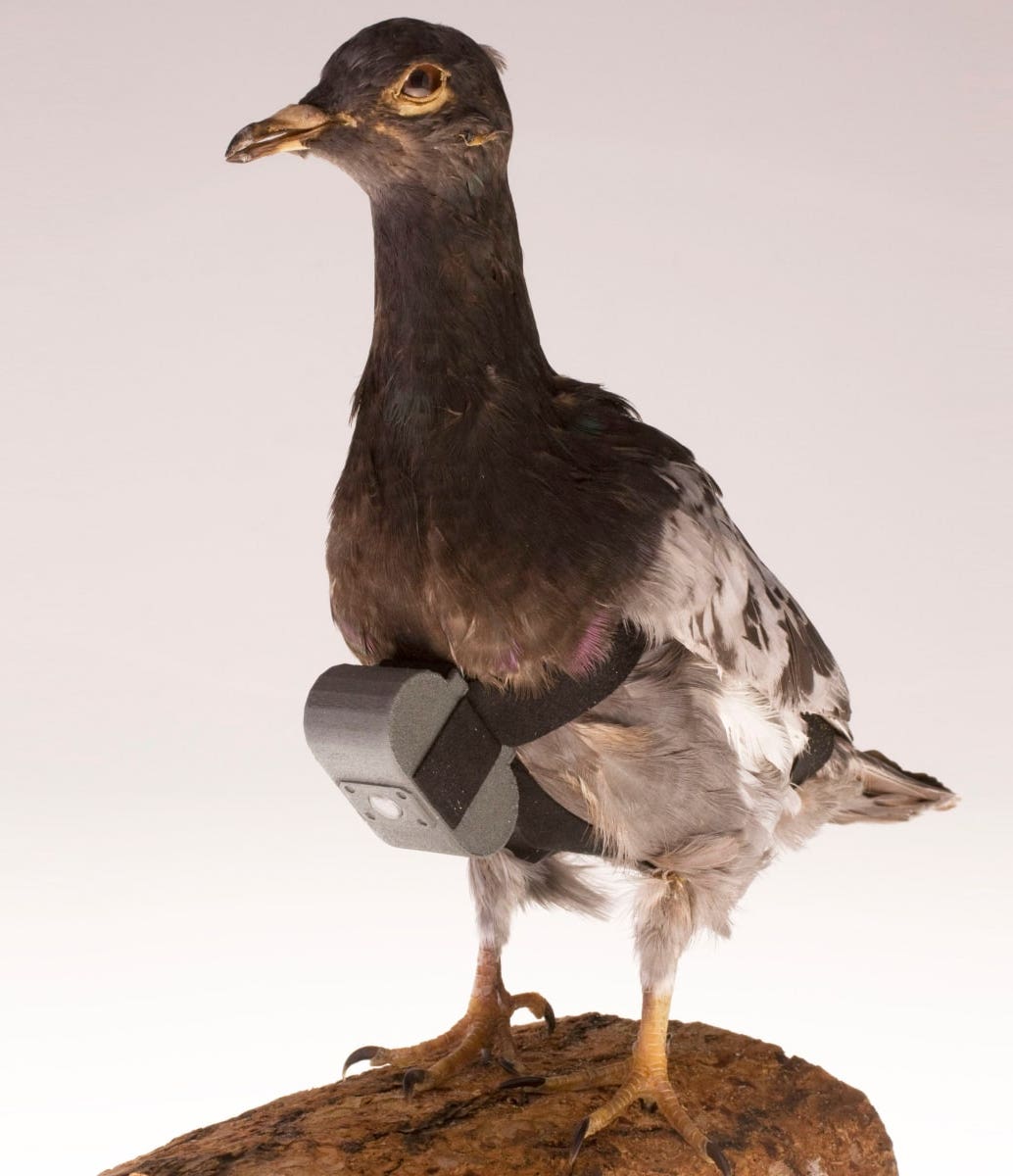 Cold-War spy gadgets - Antique Trader